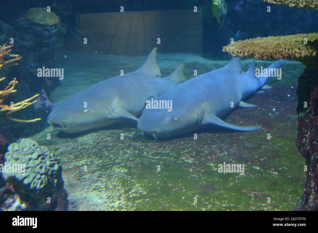 Shark in the aquarium of Berlin (Germany Stock Photo - Alamy