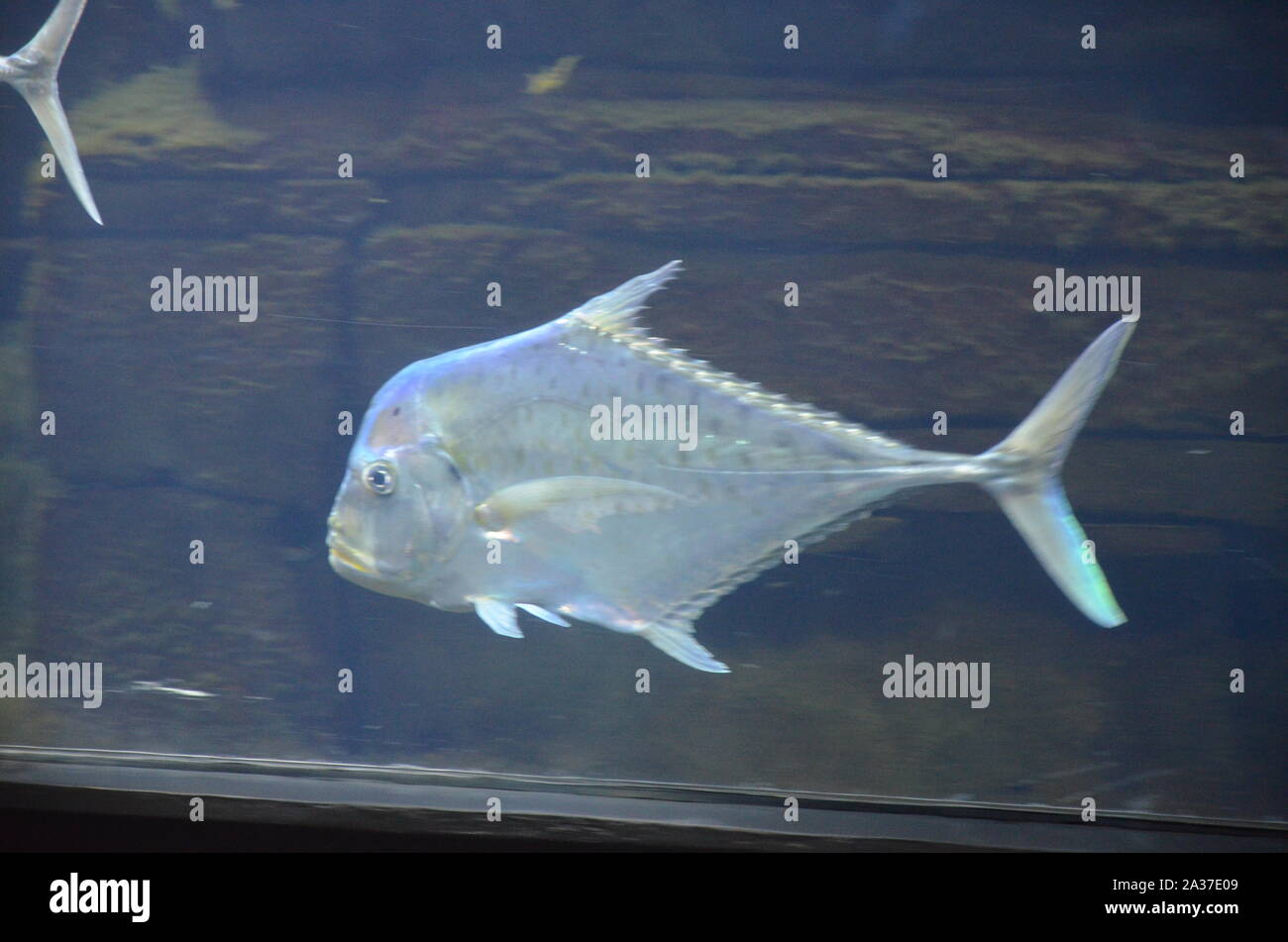 Atlantic salmon swimming in river hi-res stock photography and images ...