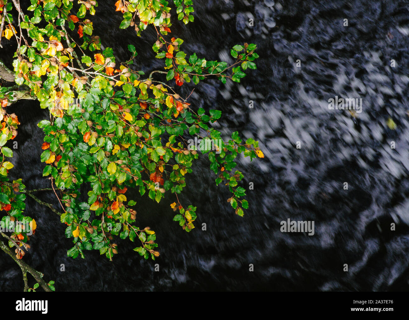 Looking down from above over colourful Autumn leaves with flowing water ...