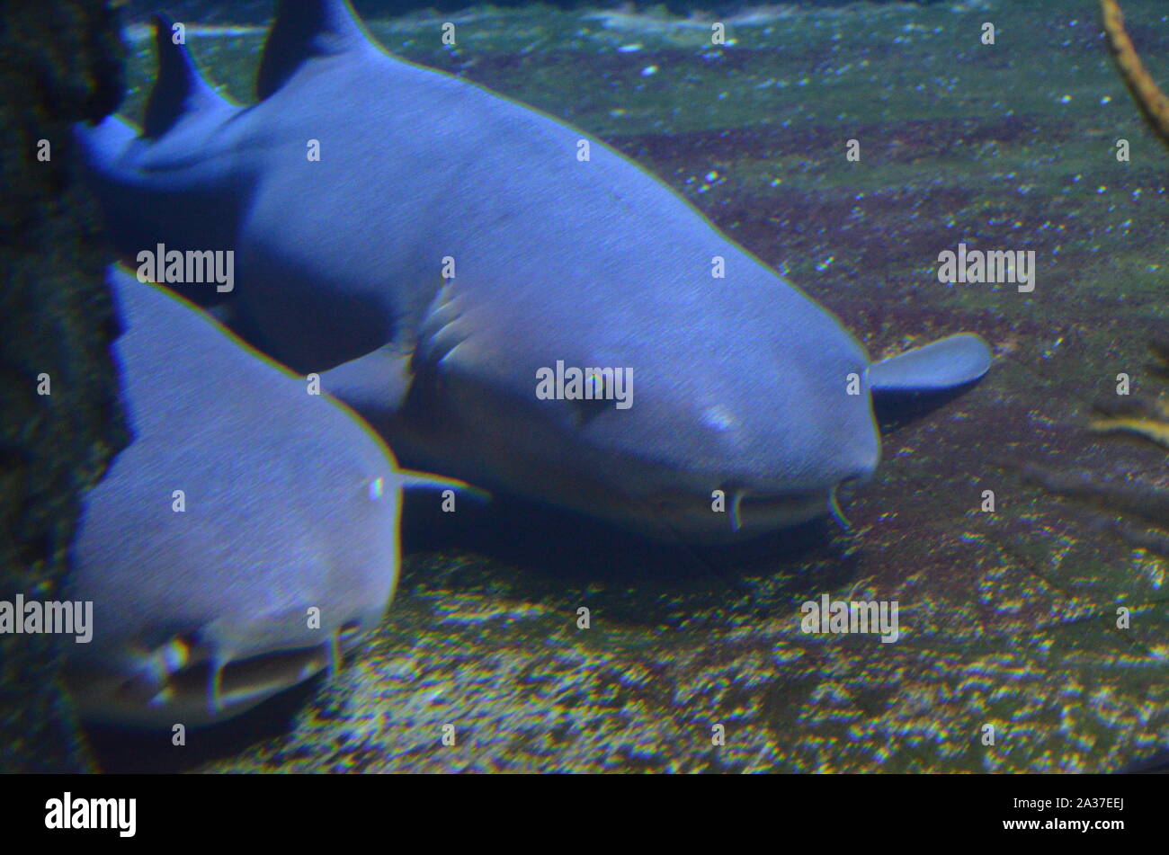 Shark in the aquarium of Berlin (Germany Stock Photo - Alamy