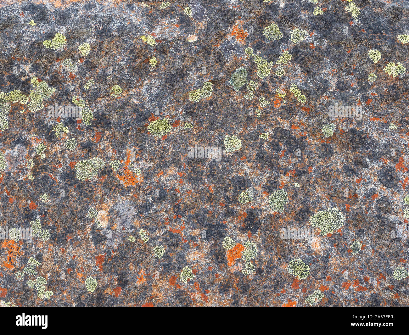Colorful lichen growing on a rock on Mount Wellington near Hobart in ...