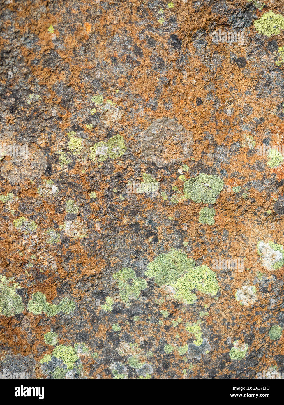 Colorful lichen growing on a rock on Mount Wellington near Hobart in ...