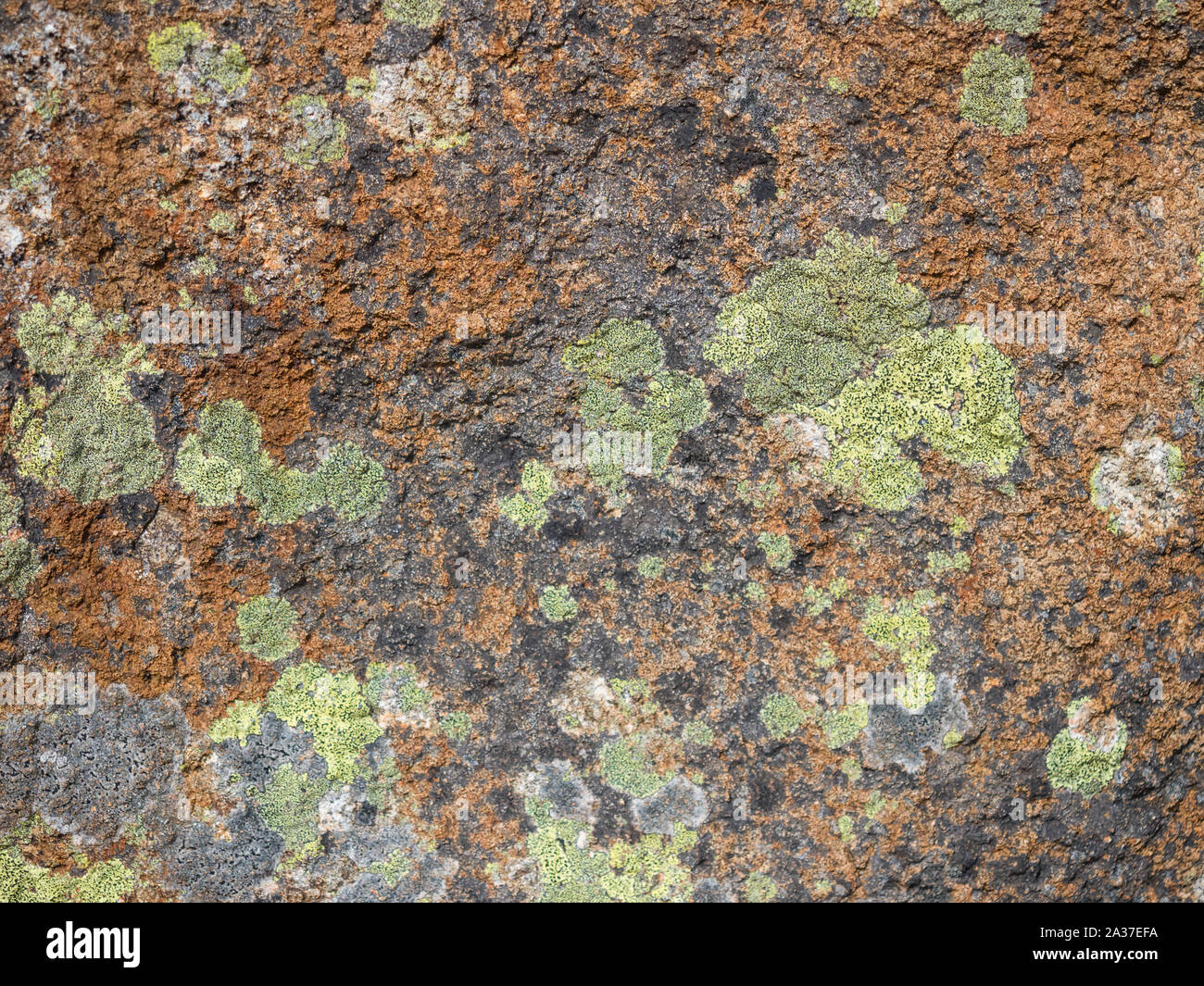 Colorful lichen growing on a rock on Mount Wellington near Hobart in ...