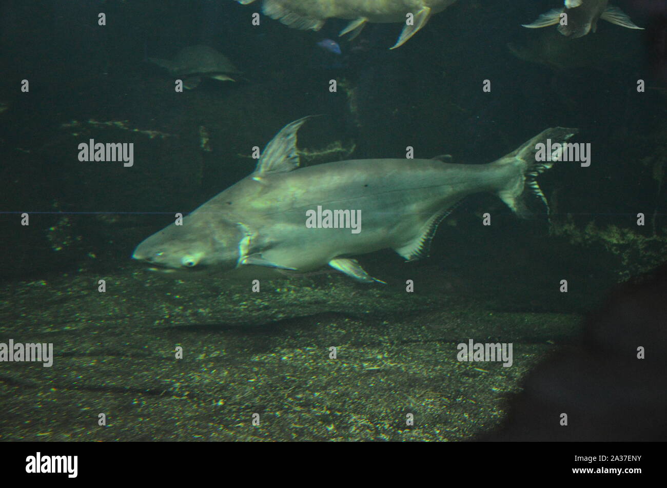 Shark in the aquarium of Berlin (Germany Stock Photo - Alamy