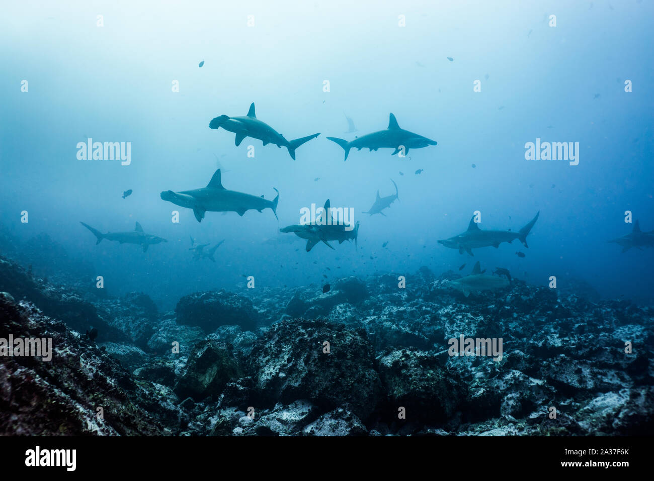 Cocos Island, Dive Spot: Small Dos Amigos Stock Photo - Alamy