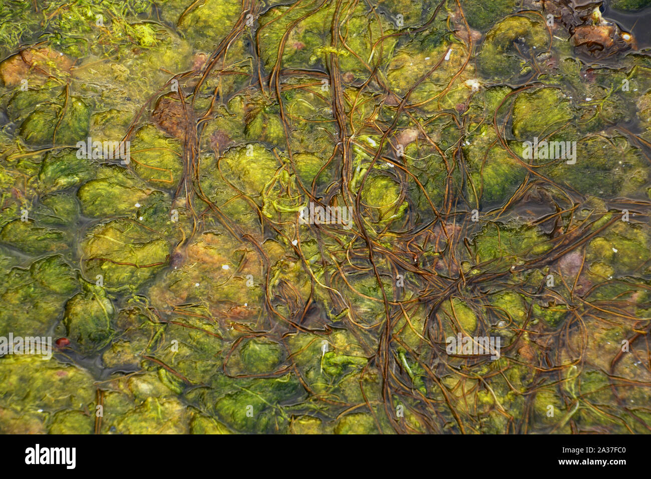 rampant seaweed forms a dense opaque carpet, green seaweed in shallow ...
