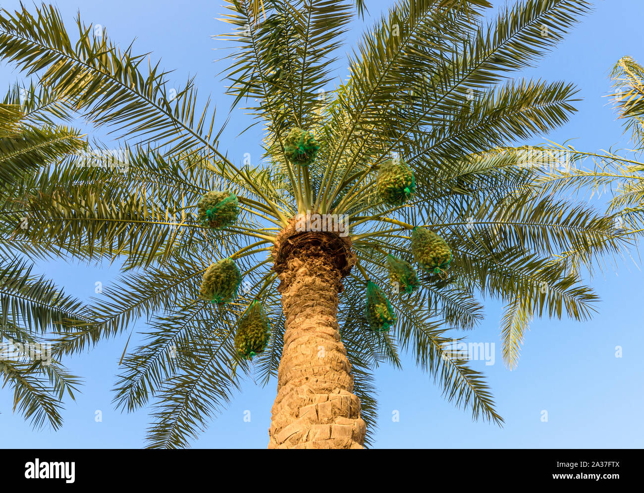 Date palms with their fruit bunches protected by nets in Doha, Qatar ...