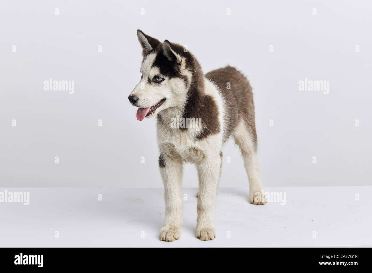 Siberian husky puppy side view hi-res stock photography and images - Alamy