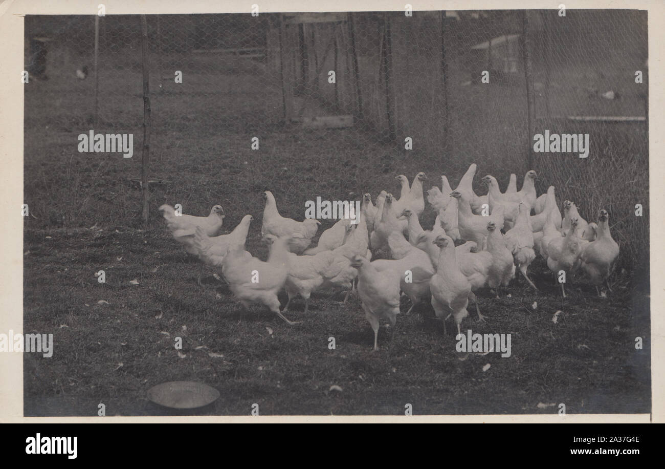 Vintage Eggs Of British Birds High Resolution Stock Photography and ...
