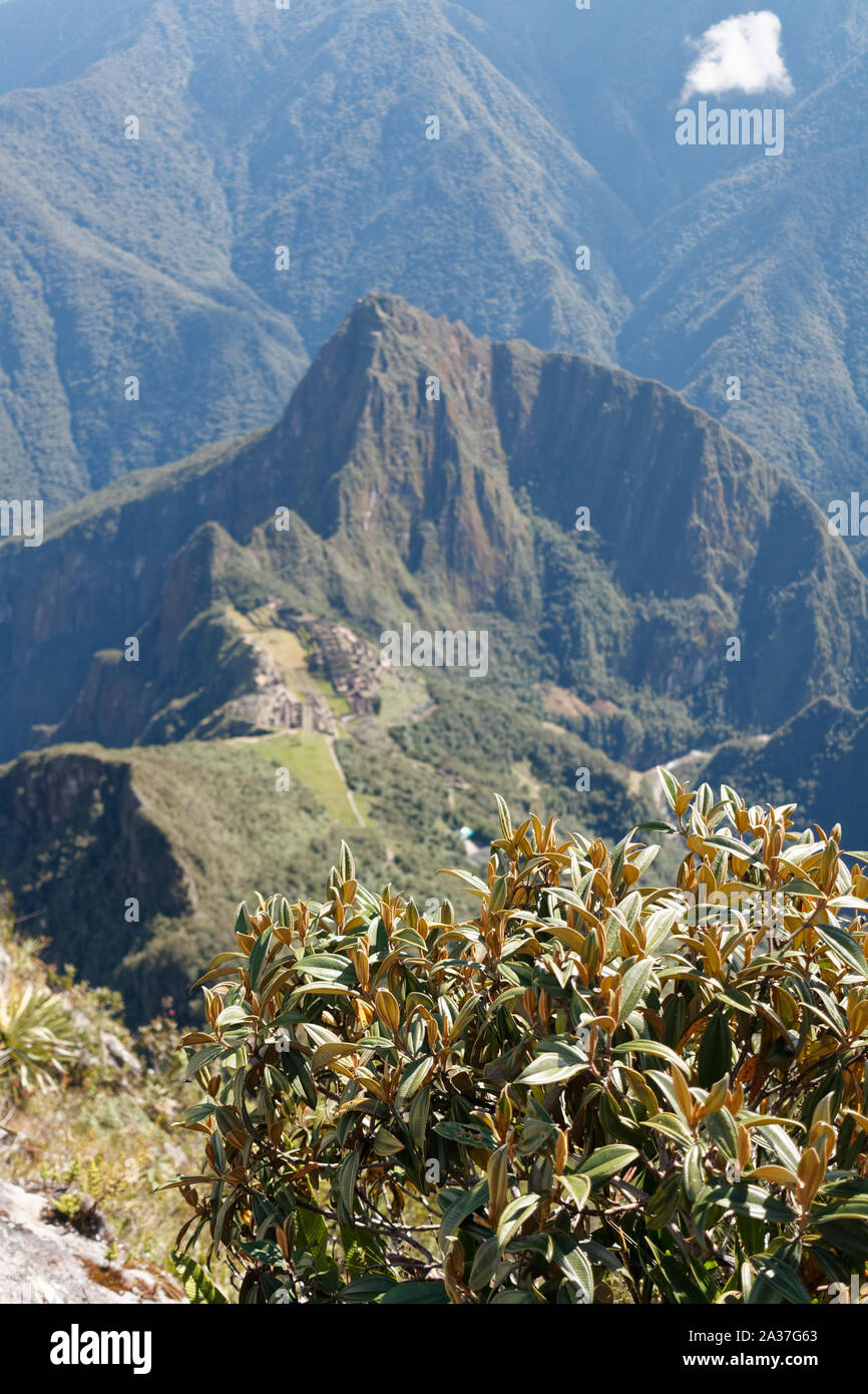 Climbing the Machu Picchu mountain Stock Photo - Alamy