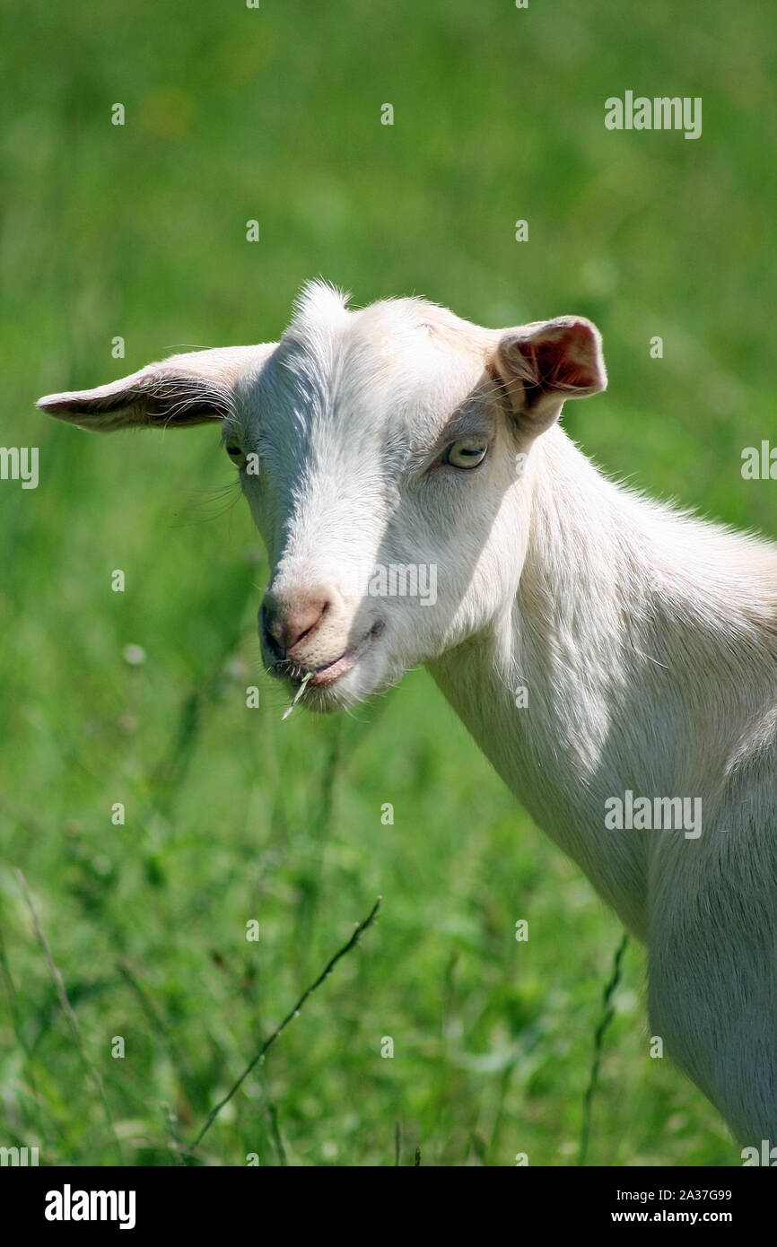 White goat exhibits hi-res stock photography and images - Alamy
