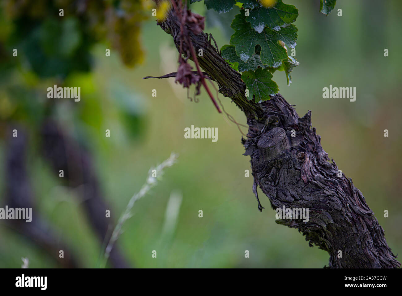 Old grapevine hi-res stock photography and images - Alamy