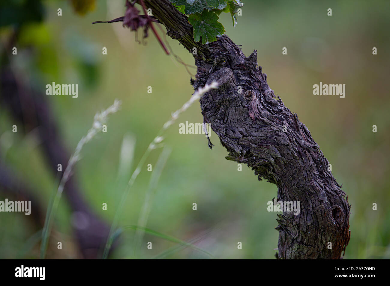 old cragged bark of a grapevine with green leaves in front of a blurry ...