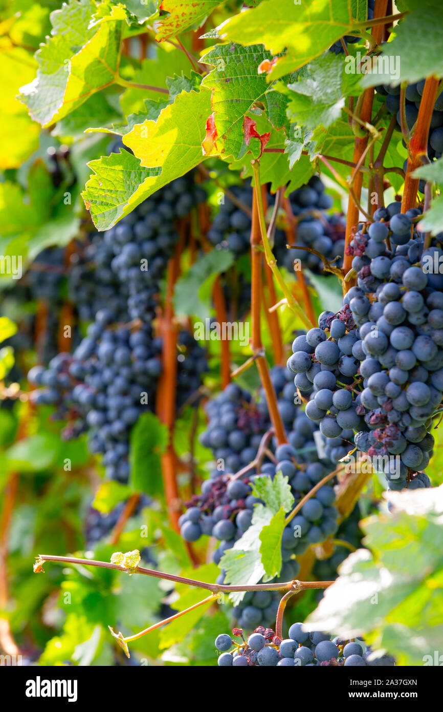Sun ripened grape hi-res stock photography and images - Alamy