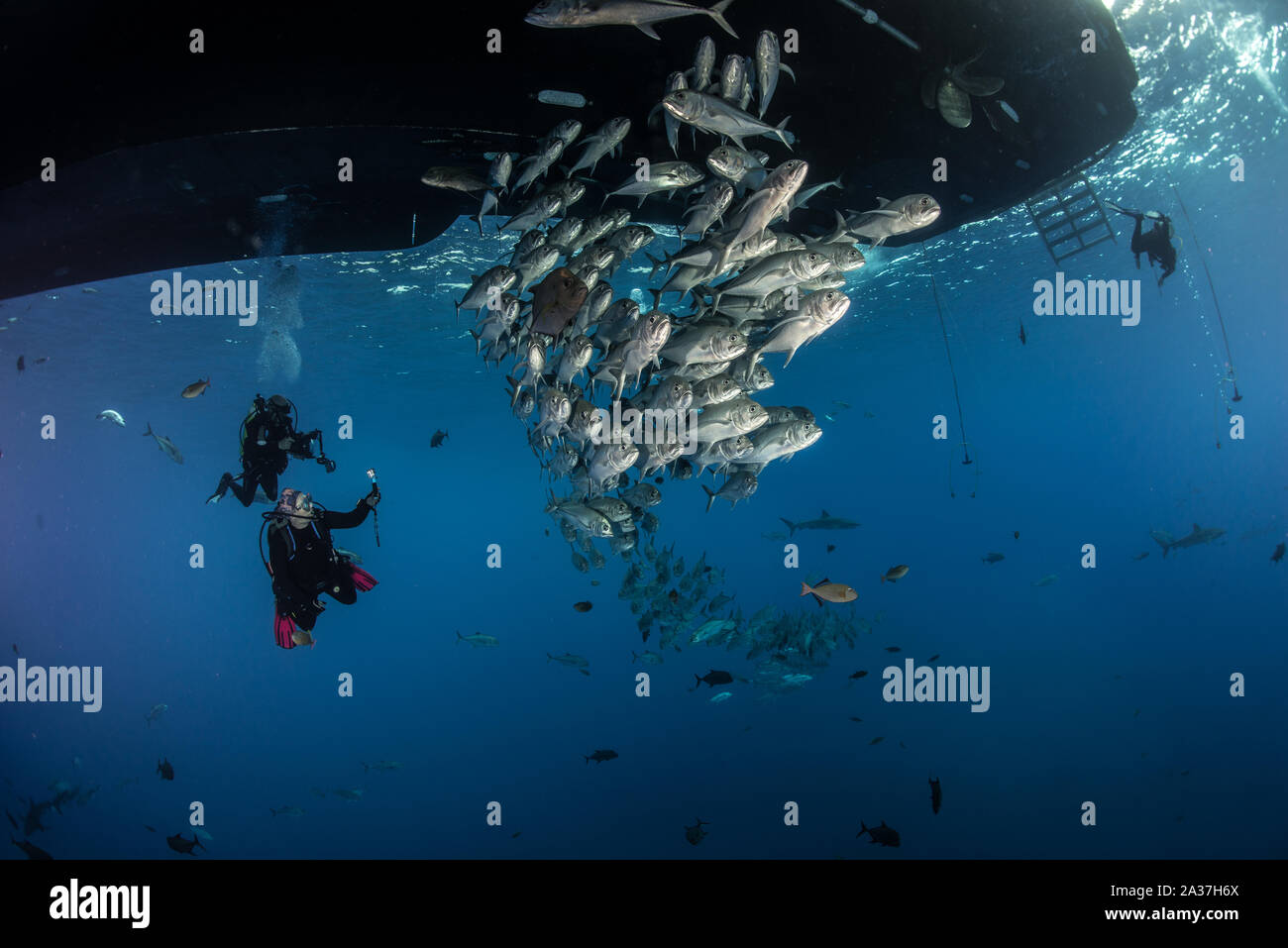 Marine pelagic fish hi-res stock photography and images - Alamy