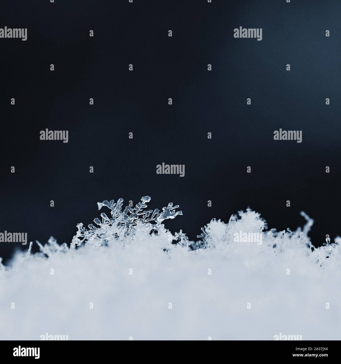 natural snowflakes on snow, photo real snowflakes Stock Photo - Alamy