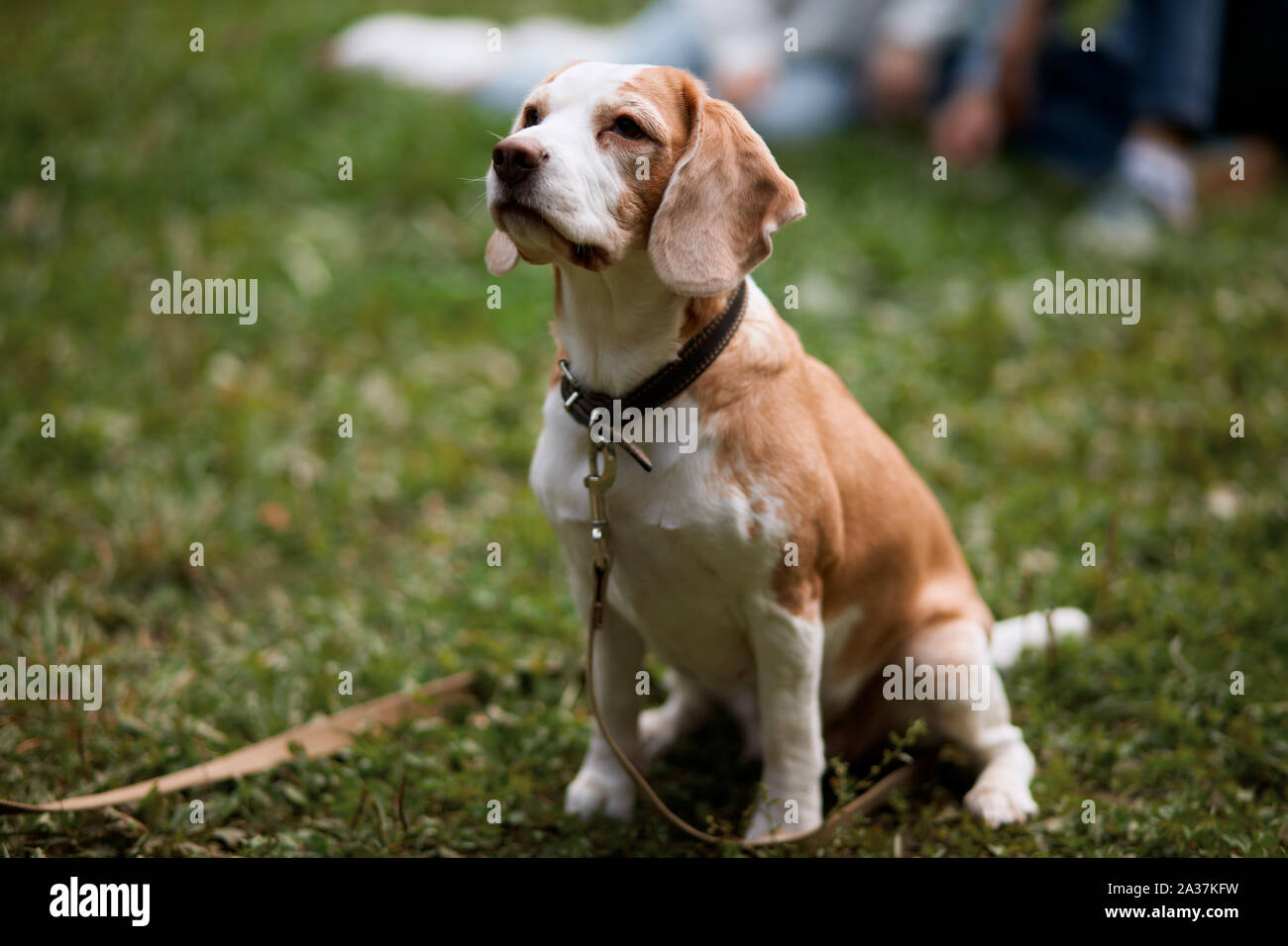 clever dog waiting for its owner's command, sitting on the green grass ...