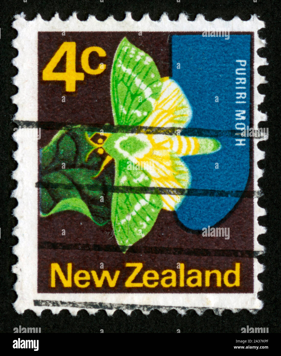 Puriri and new zealand hi-res stock photography and images - Alamy