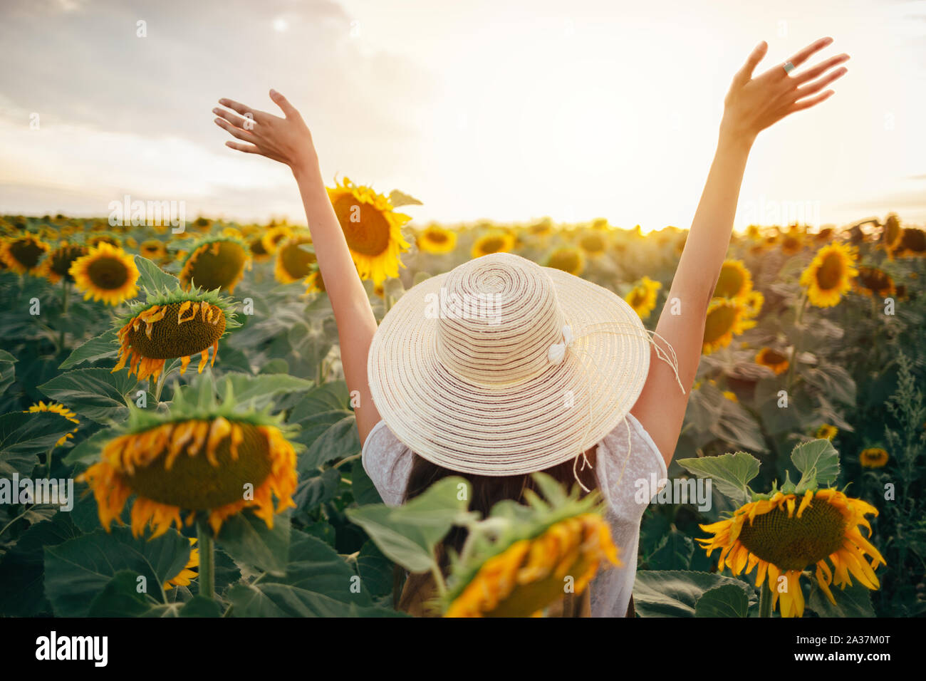 Fields of sunflowers. Young woman in the field of sunflowers with hands ...