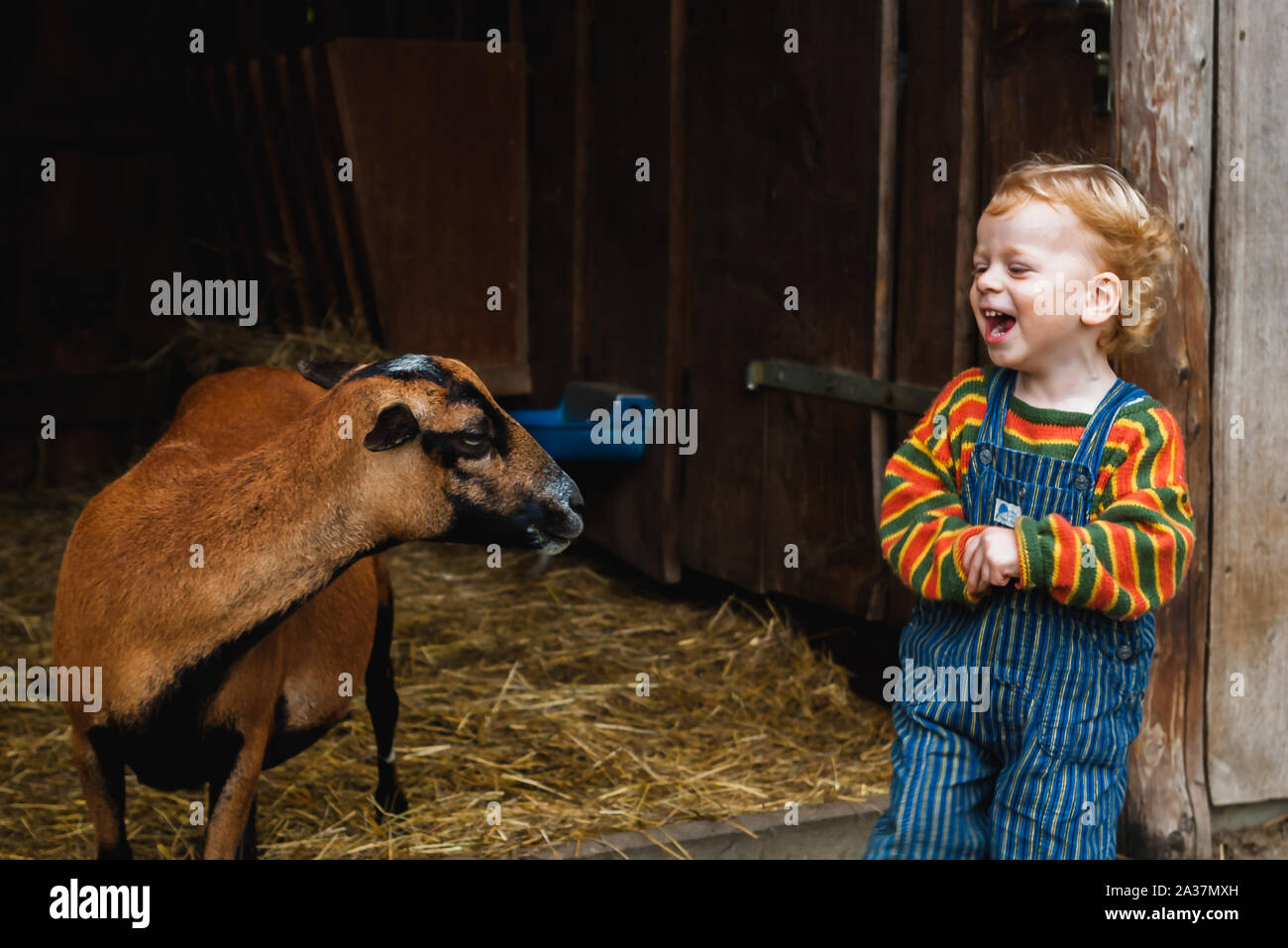Laughing sheep hi-res stock photography and images - Alamy