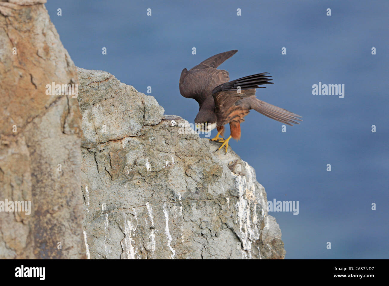 Female Eleonora's Falcon perched with its wings outstretched on the ...