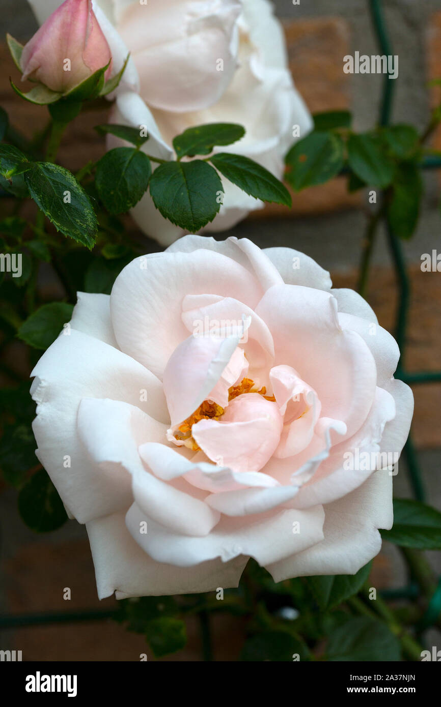 Pinkish white hi-res stock photography and images - Alamy