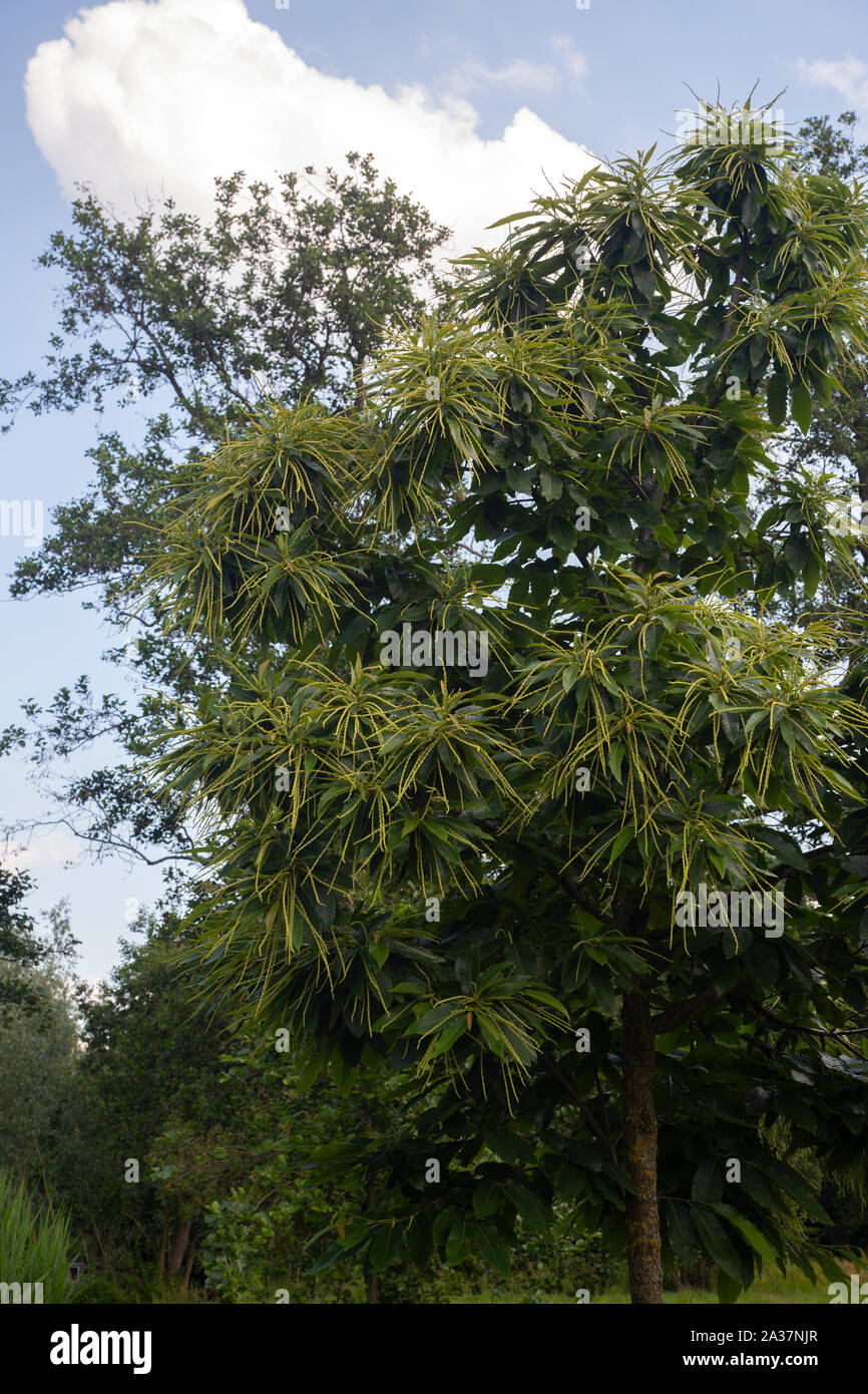 Sweet chestnut tree (Castanea sativa), blossoming with strings of tiny ...