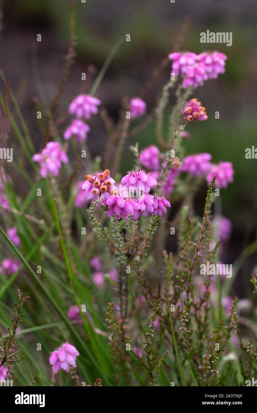 Cross-leaved heath (Erica tetralix), flowers Stock Photo - Alamy