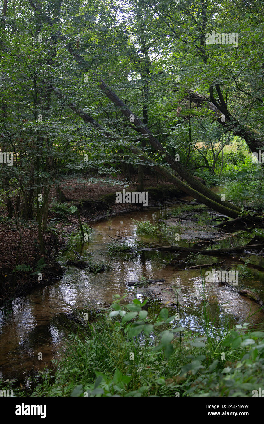 Brook in forest hi-res stock photography and images - Alamy