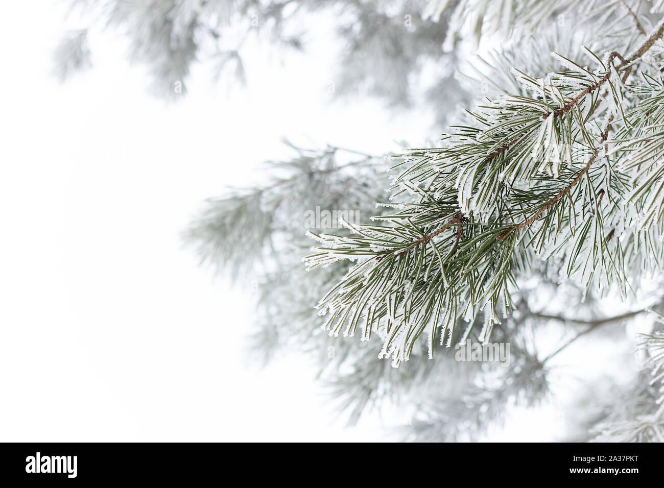 Rimed pine branch with hoarfrost on white fogged snow background ...