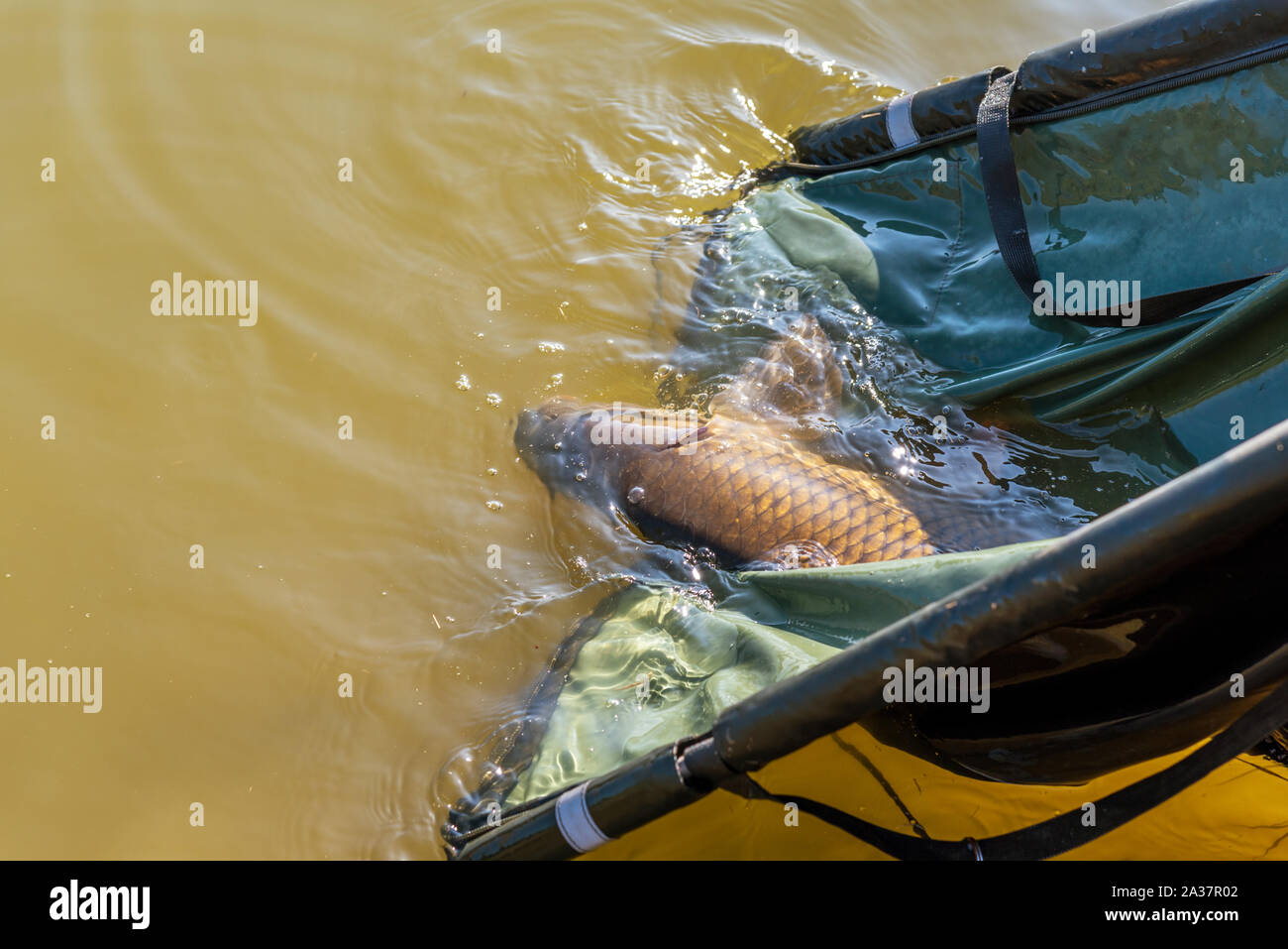 Live carp in a swing caught by sunrise Stock Photo - Alamy