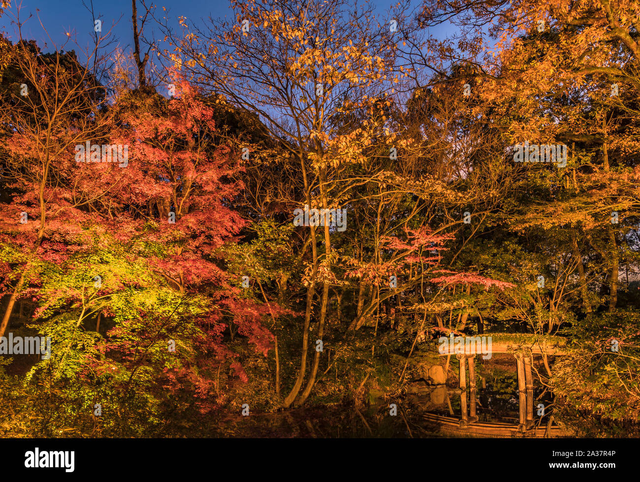Autumn night illumination of the Yamakage wooden bridge lined with moss ...