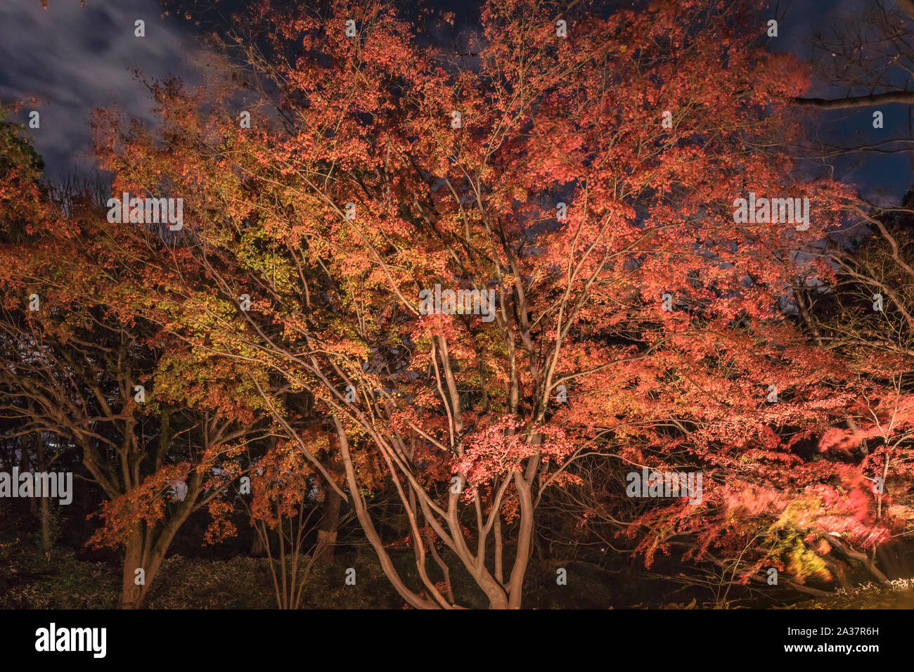 Tokyo rikugi en hi-res stock photography and images - Alamy