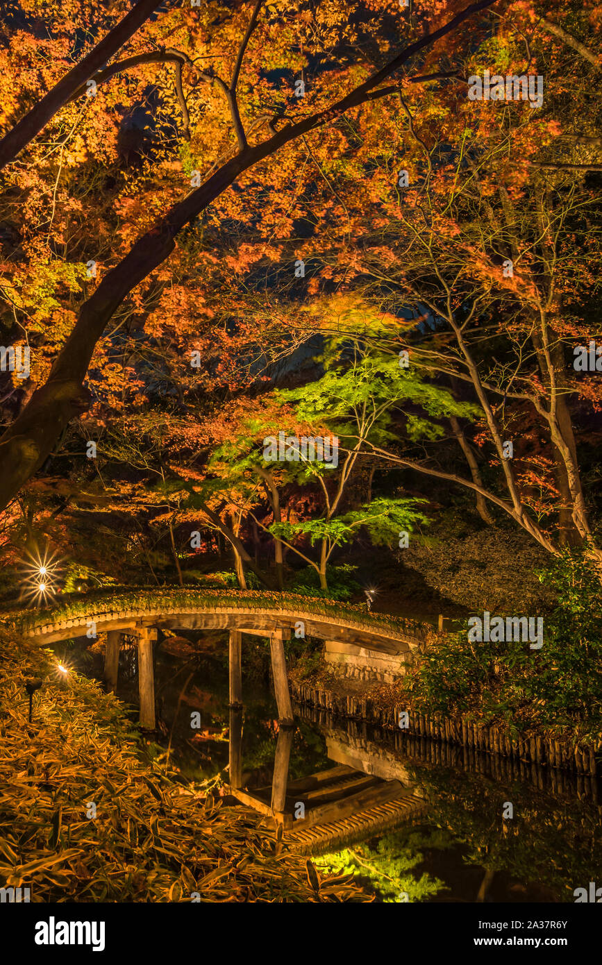 Autumn night illumination of the Yamakage wooden bridge lined with moss ...