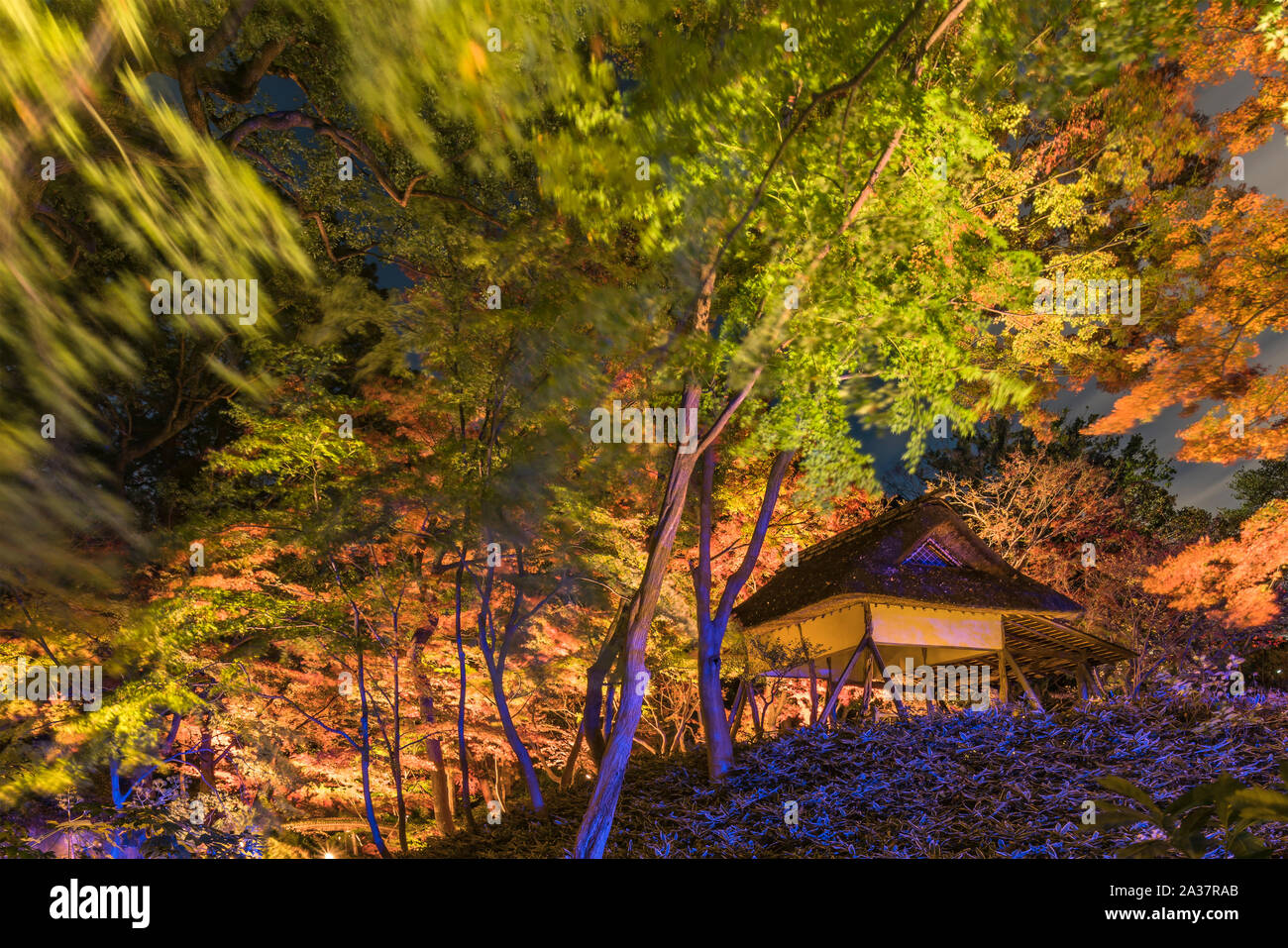Autumn night illumination of the Tsutsuji Tea House in the Rikugien ...