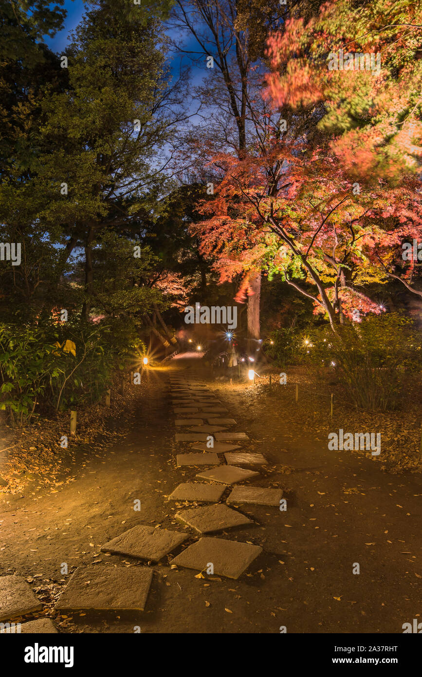 Autumn night lightup of the maple forest of the Rikugien Garden of ...