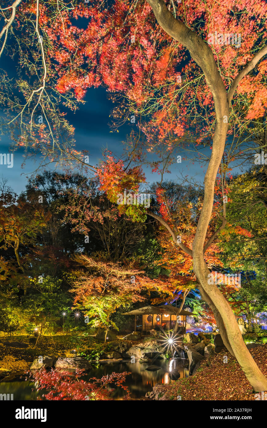 Autumn night lightup of a mapple tree with curve trunk in the Rikugien ...