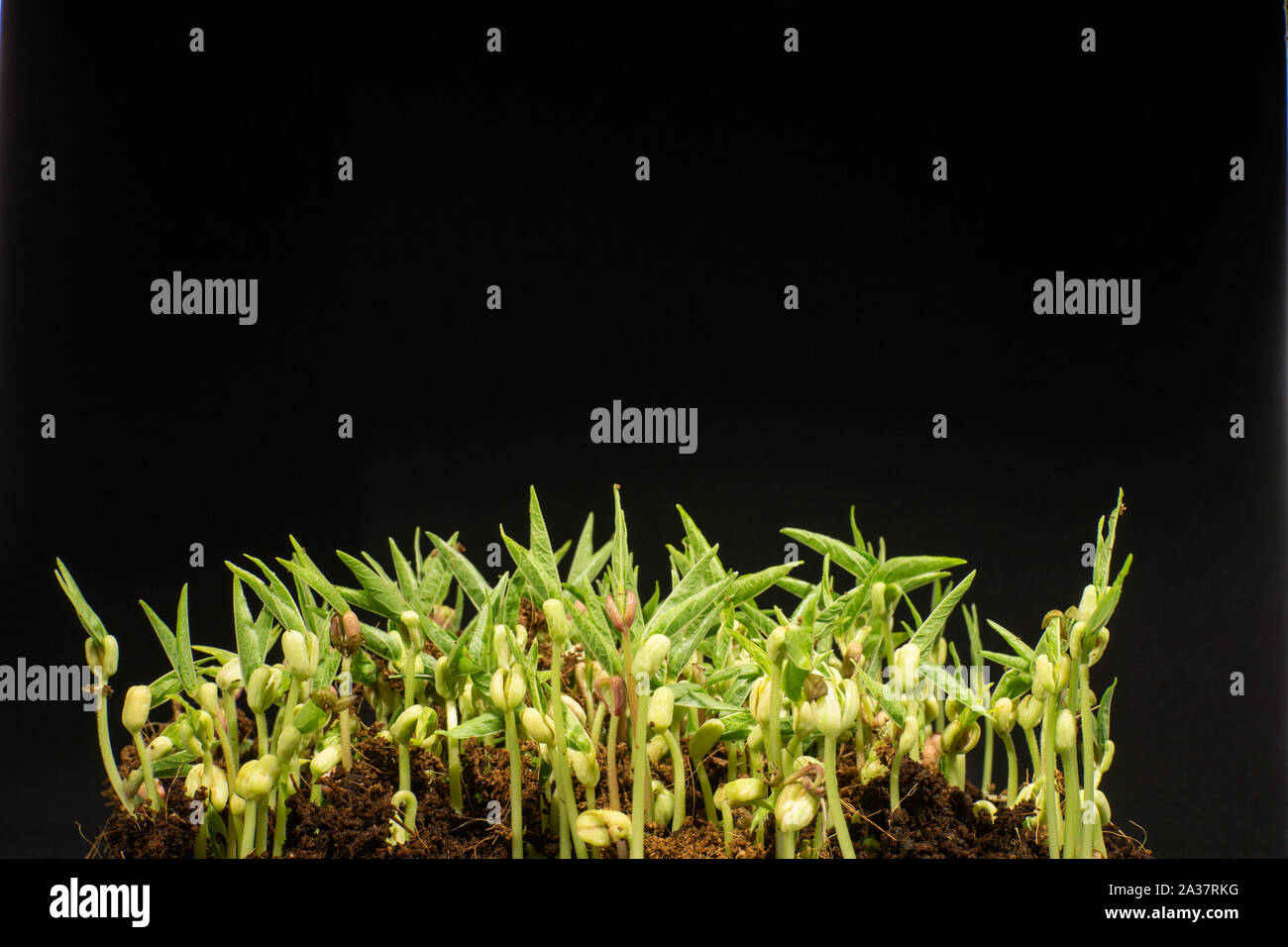 Micro leaves beans hi-res stock photography and images - Alamy