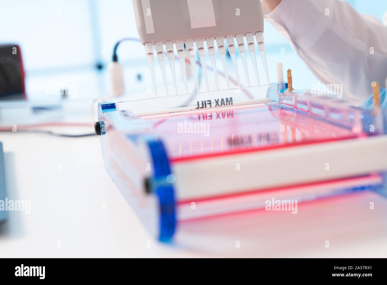 Loading Samples and Running an Agarose Gel for electrophoresis, Gel ...