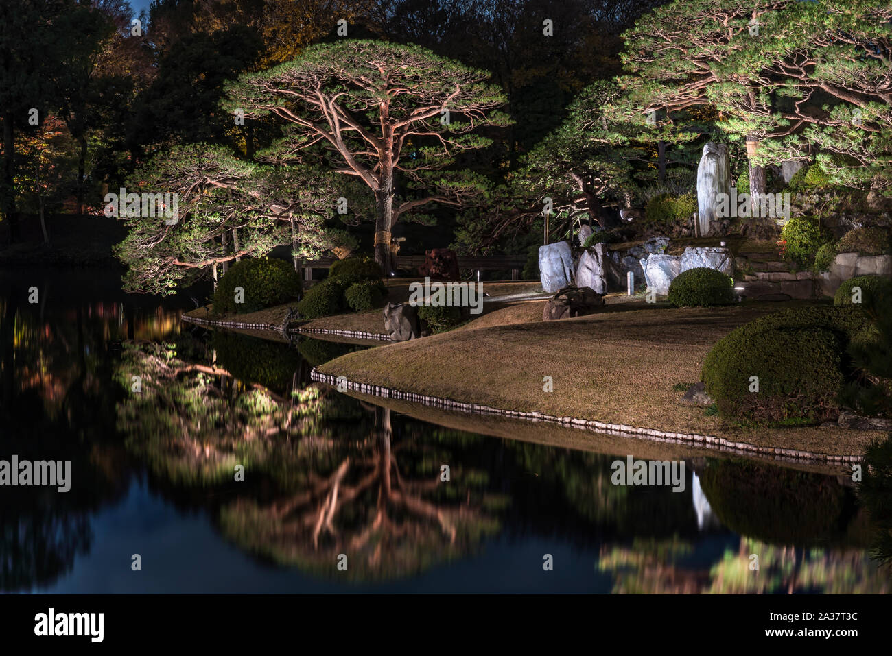 Autumn night light-up of big pine trees around a pond and the islet of ...