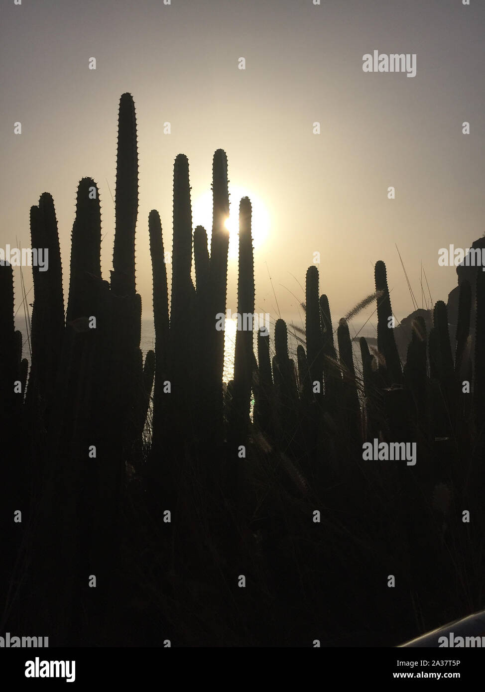 sunset behind cactus plants and the ocean on the background Stock Photo ...