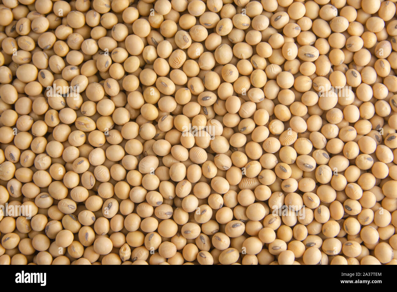 Soybean pattern as for background Stock Photo - Alamy