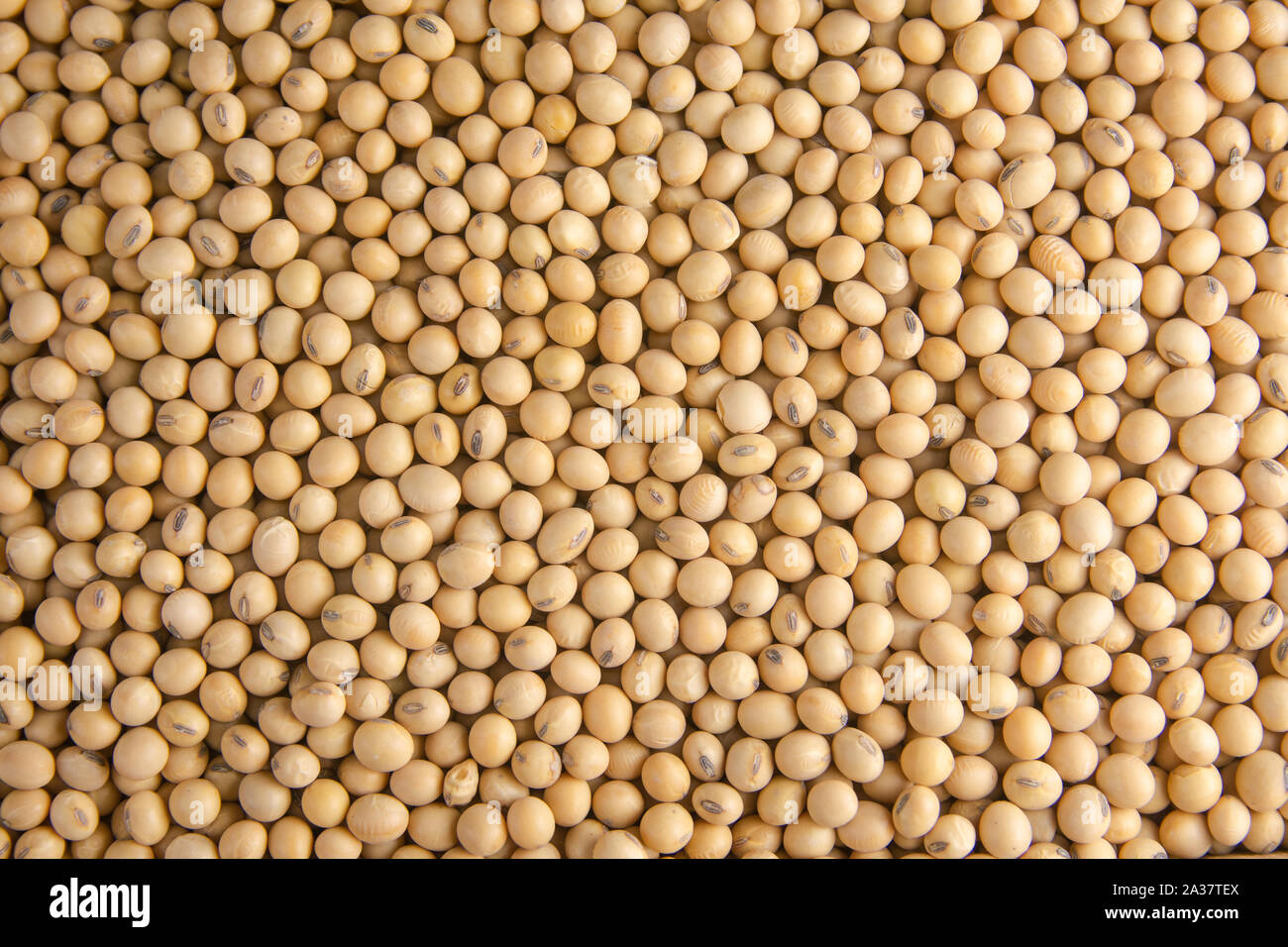 Soybean pattern as for background Stock Photo - Alamy