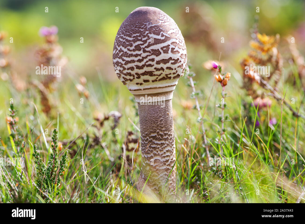 Young parasol mushroom growing in Chailey Common Nature Reserve (Sussex ...