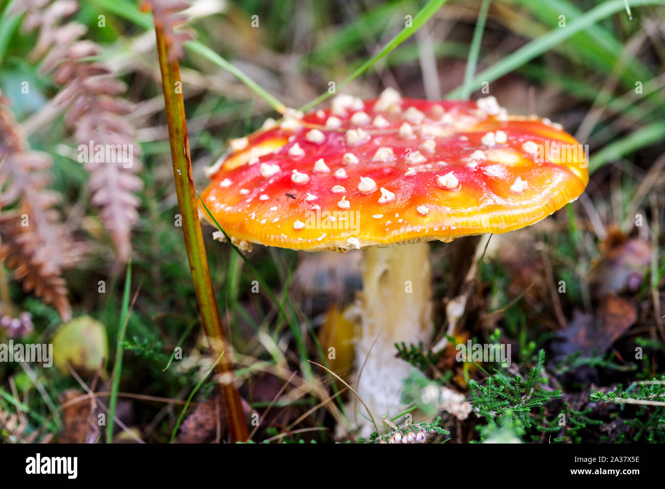 Chailey Common High Resolution Stock Photography and Images - Alamy
