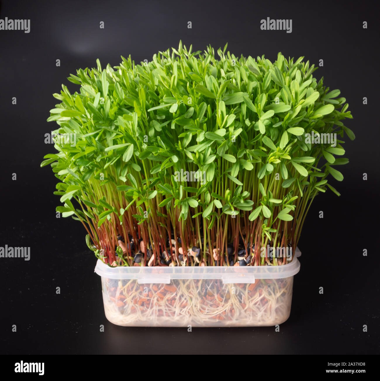 young microgreen vegetable green. A microgreen - Sprouts in plastic box ...