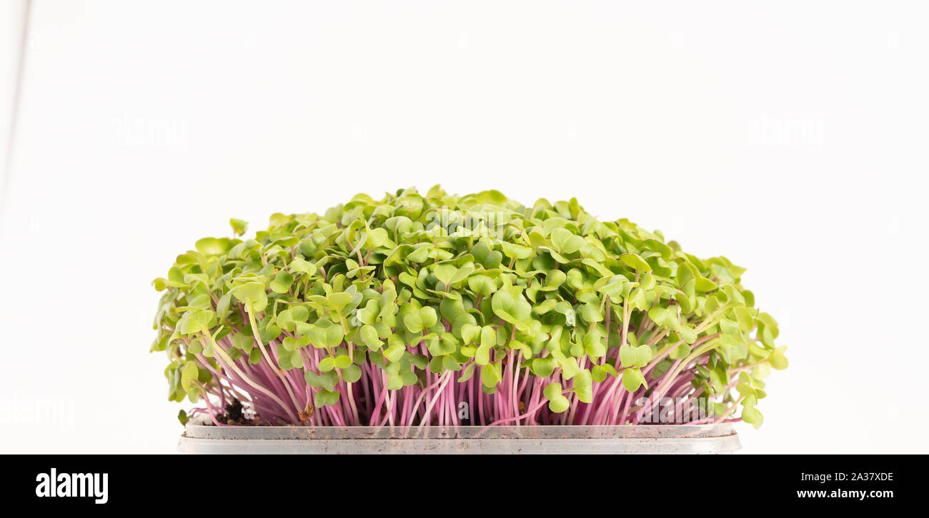 green sprouts edible plants. microgreens nutrition Stock Photo - Alamy