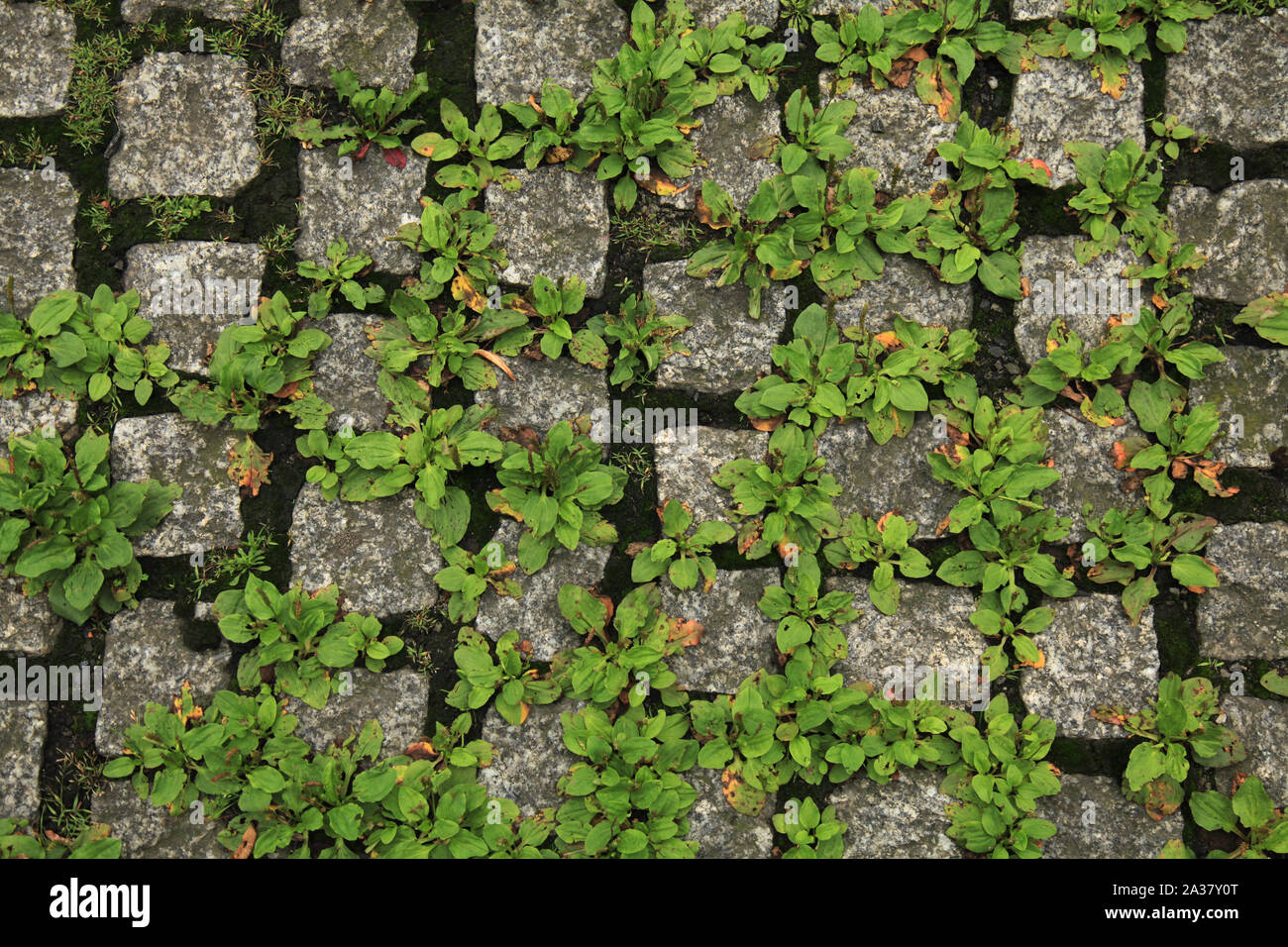 Grass Pavement Texture 999+ Pavement Texture Pictures | Download Free