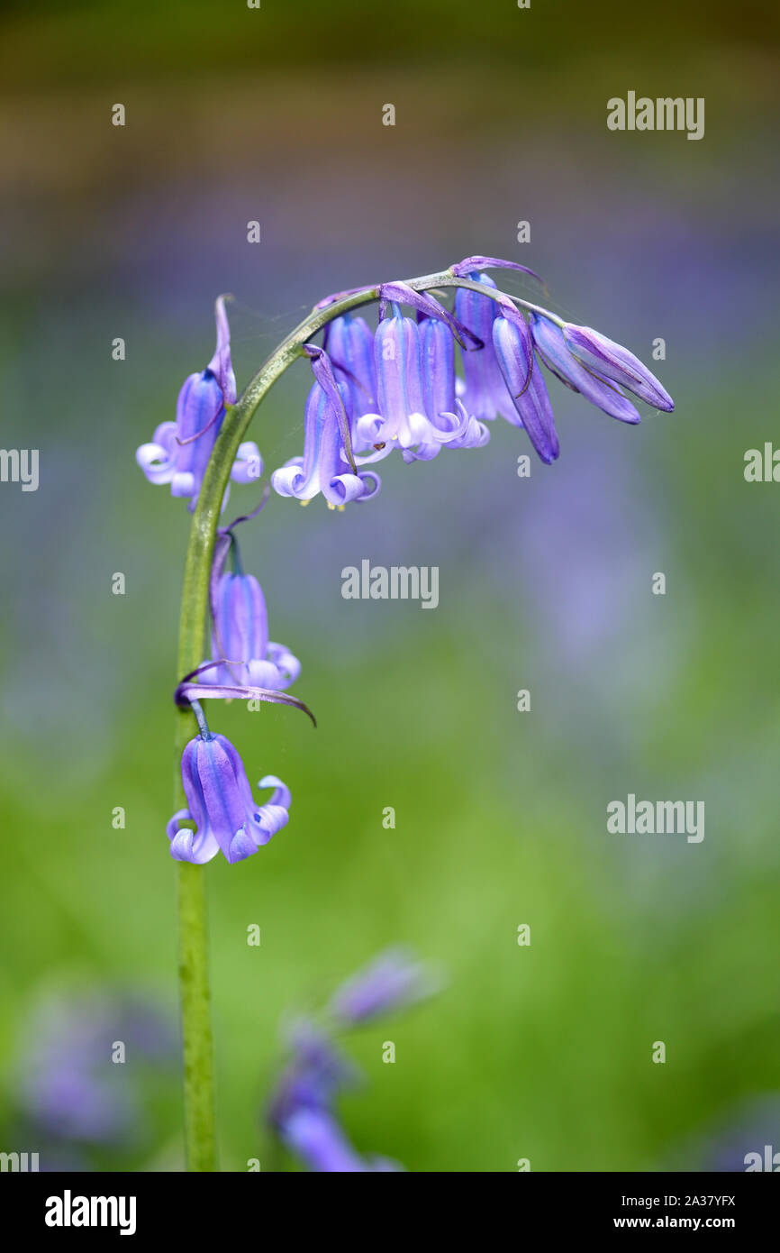 Single flowering stem of a Hyacinthoide non-scripta - English Bluebell ...