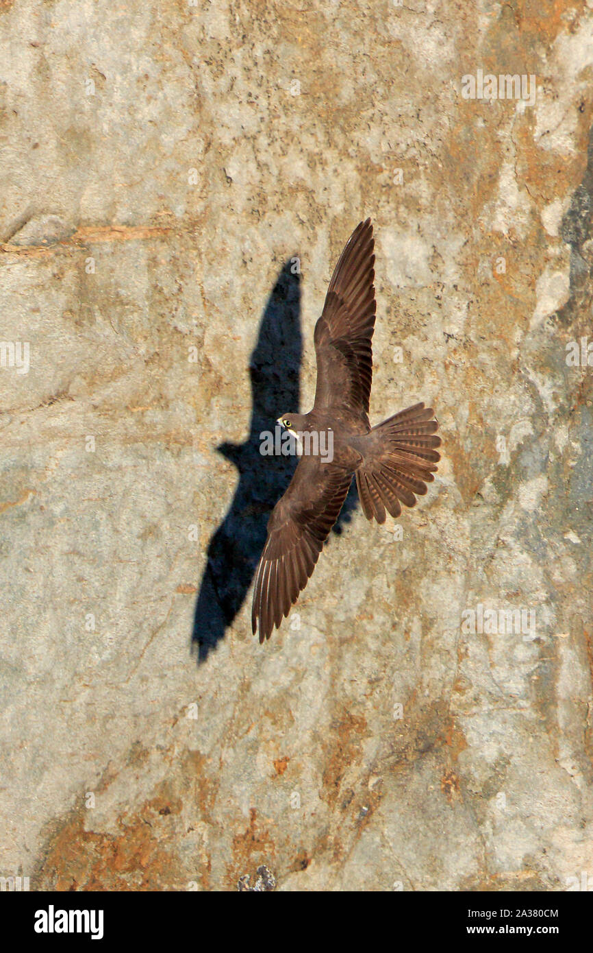 Female Eleonora's Falcon in flight in Sardinia Stock Photo - Alamy
